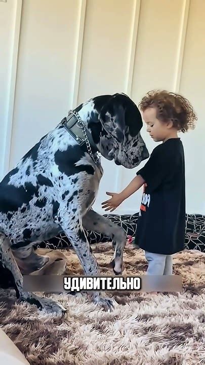 Это самая высокая порода собак Youtube