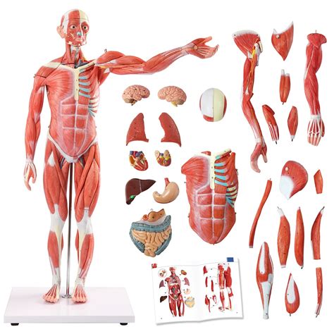 Evotech Human Muscle And Organ Model 27 Part 12 Life Size Muscular System Model With Removable