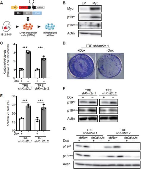 MLL Regulates The CDKN A Tumor Suppressor Locus In Liver Cancer PMC