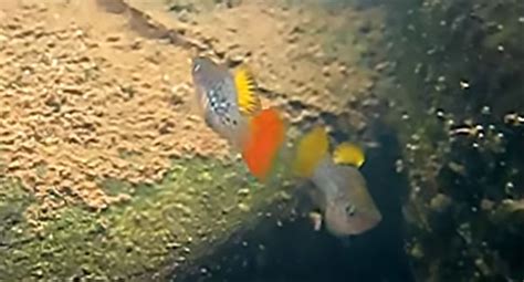 Xiphophorus Variatus Polymorphism Amazonas Magazine