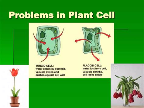 Cell Membrane Powerpoint Diffusion And Osmosis Revised Pptx