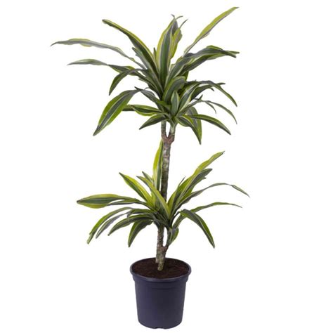 გრინლენდი • Greenland Home