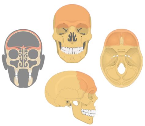 BONES Flashcards Quizlet