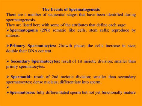 Spermatogenesis Pptx