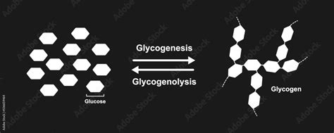 Scientific Designing Of Differences Between Glycogenesis And Glycogenolysis Metabolic Reactions