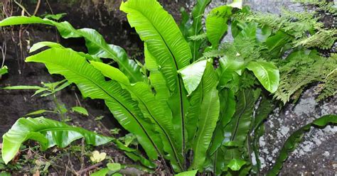 Harts Tongue Fern Care Learn To Grow Asplenium Scolopendrium