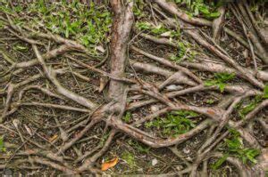 Protect Your Drain Field From Tree Roots Crews Environmental