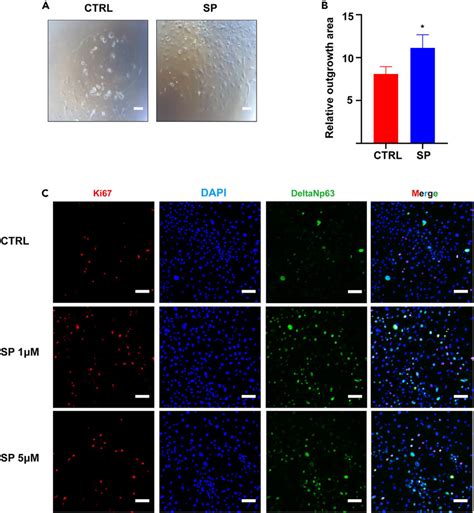 Sp Enhances The Proliferation And Stemness Of Lscs In Vitro A Images