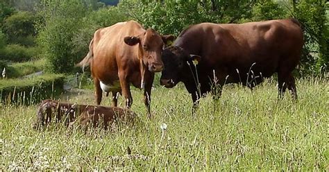Less Intensively Managed Grasslands Have Higher Plant Diversity And