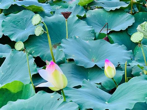 荷丹 第2页 大山谷图库