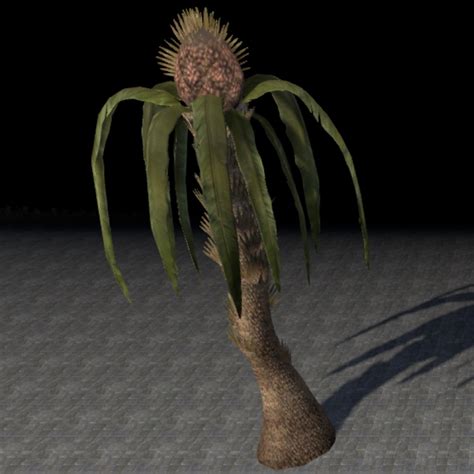 Online Tree Towering Swamp Palm Uesp Wiki The Unofficial Elder Scrolls Pages