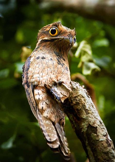 Common Potoo Facts Size Call Diet Pictures And More