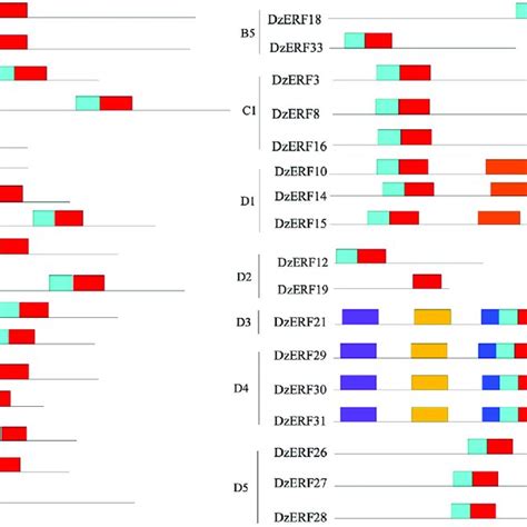 motif organization of ripening associated durian erfs dzerfs a