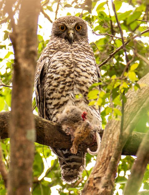 Powerful Owl