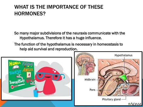 PPT Hypothalamus PowerPoint Presentation Free Download ID