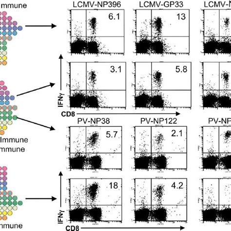 Accommodation Of New Memory T Cells On Heterologous Virus Infection The Download Scientific