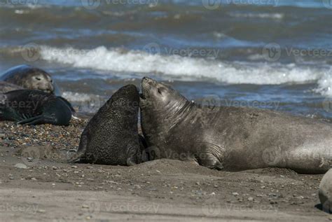 Female Elephant Seal And Pup Peninsula Valdes Patagonia Argentina