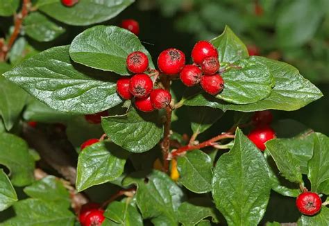 Trees With Red Berries Pictures And Identification