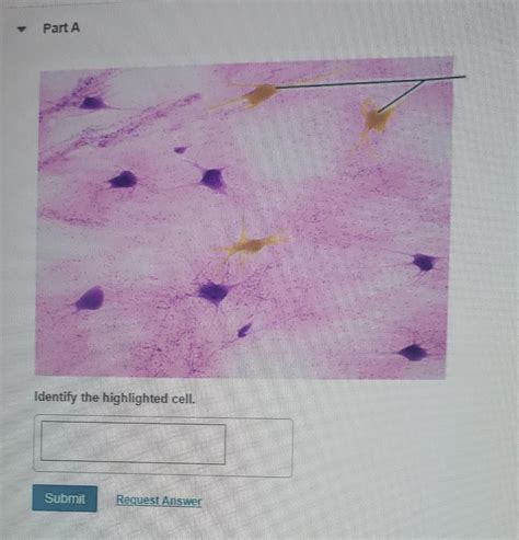 Solved Identify The Highlighted Structures Identify The