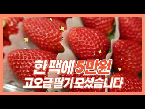 [채소과일 연구소] 프리미엄 딸기 고급으로 모셨습니다 L 설향 금실 죽향 킹스베리 L 딸기 품종