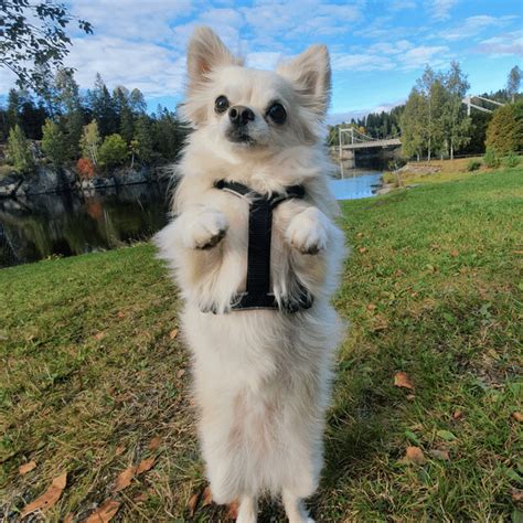 How Long Do You Usually Go On Walks With Your Chi Everyday R Chihuahua