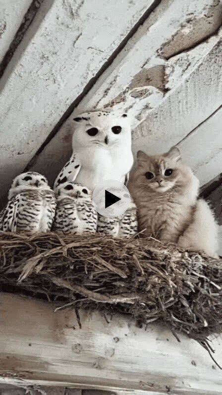 올빼미 가족  유머 움짤 이슈 에펨코리아