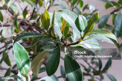 잎과 외관 Ficus Elastica는 광택이 나는 표면과 특유의 밝은 색의 정맥이 있는 크고 타원형의 짙은 녹색 잎을 가지고 있습니다 0명에 대한 스톡 사진 및 기타