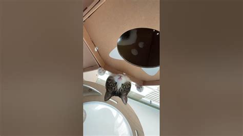 거꾸로 매달린 고양이 Youtube