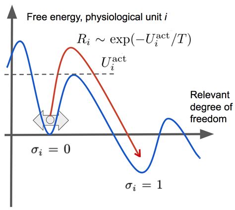 Schematic Representation Of Relaxation Dynamics Of A Physiological Unit Download Scientific