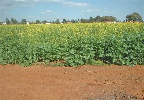 Beet Cyst Eelworm Farmers Weekly Business Read This Story On