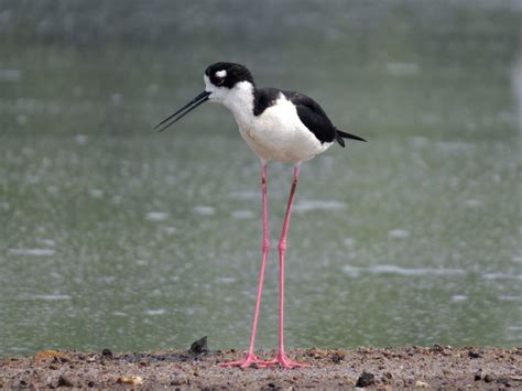 Resultados De Honduras En 2022 Para El Proyecto De Aves Playeras Migratorias Aves Honduras