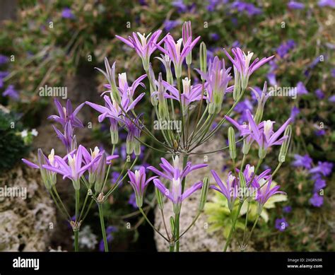Brodiaea Californica Flower Banque De Photographies Et Dimages à Haute