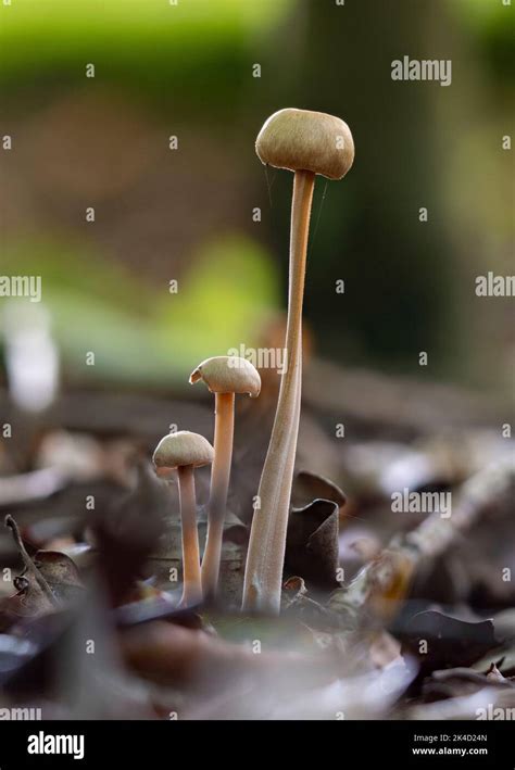 The Liberty Cap Or Psilocybe Semilanceata Genus Mushrooms In The Forest