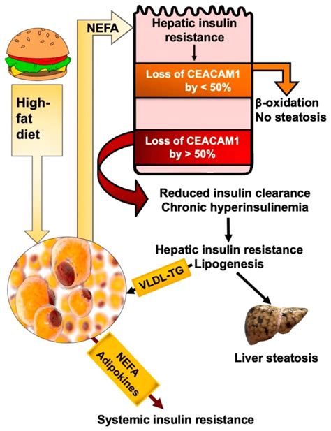 Nefa En Medicina Función Control Y Beneficios Botoxina