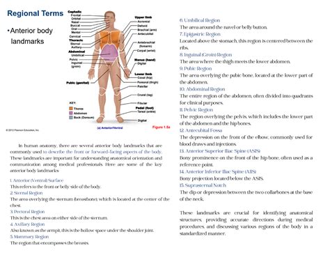 Anatomy Anterior Body Landmarks Flashcards Quizlet Vrogue Co