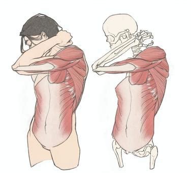 免费矢量剪贴画Anatomie anatomie illustAC