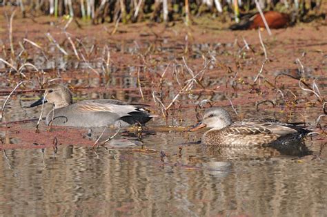 Decoding Puddle Ducks Identification Of Teals Shovelers And Pintail With Dessi Sieburth