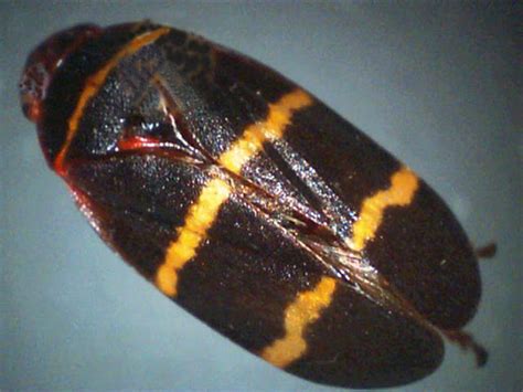 Two Lined Spittlebug