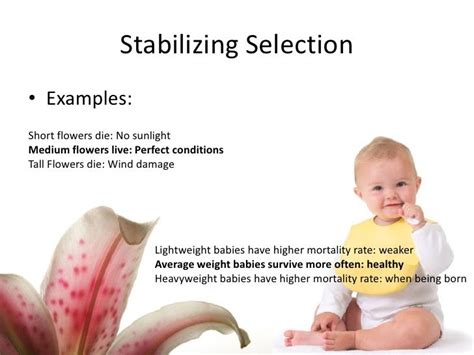 Stabilizing Selection Example