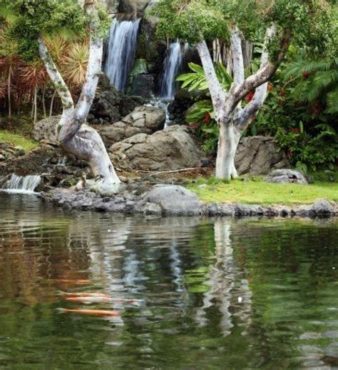 Choosethe Right Koi Pond Filter Koi Fish Care Info