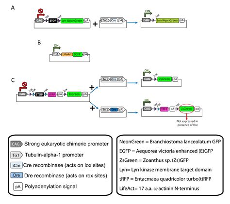 In Situ Visualization Of Axon Growth And Growth Cone Dynamics In Acute Ex Vivo Embryonic Brain