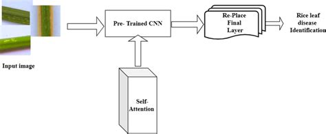 Proposed Architecture Using Pre Trained Cnn Architectures For Rice Leaf Download Scientific