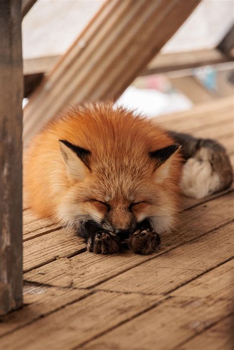 Лиса лис лисы лиска лиса лапки живность фэндомы картинки гифки прикольные