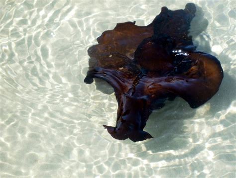 Nature Can Do That Sea Hare