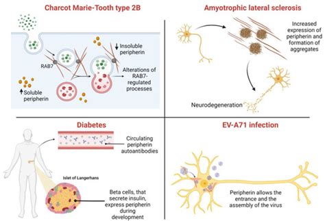Ijms Special Issue Structure And Function Of Intermediate Filaments