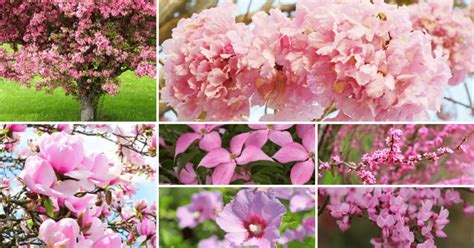 18 Stunning Red Flowering Trees To Transform Your Garden Oasis
