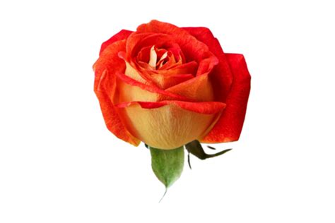 Rose Transparent Pngs For Free Download