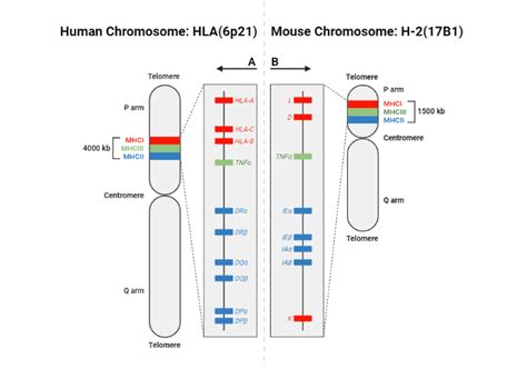 Comparison Of Human And Mouse Mhc Loci Biorender Science Templates