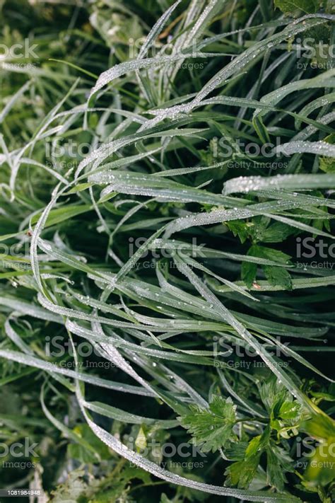 이 슬이 키 큰 녹색 잔디 필드에 삭제합니다 여름 봄 풀밭 화창한 날 풍경입니다 자연 환경 친화적인 벽지 사진입니다 0명에 대한 스톡 사진 및 기타 이미지 Istock