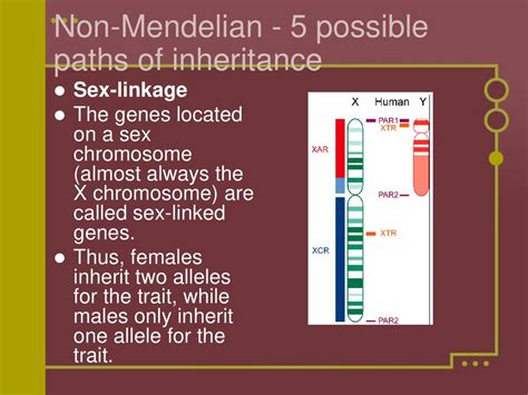 HB P 102 Punnett Squares How Can I Predict The Appearance Of Offspring Based On The Traits Of